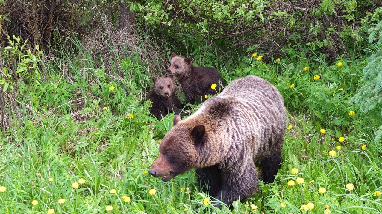 Jasper National Park, Canadian Rocky Mountains, Grizzly Bear with Cubs ...