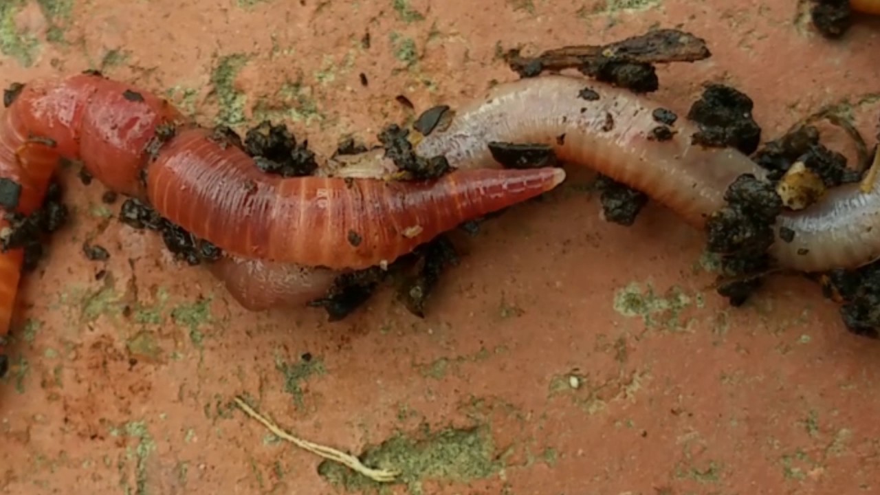 Composting Worms Stuck Together Mating - YouTube