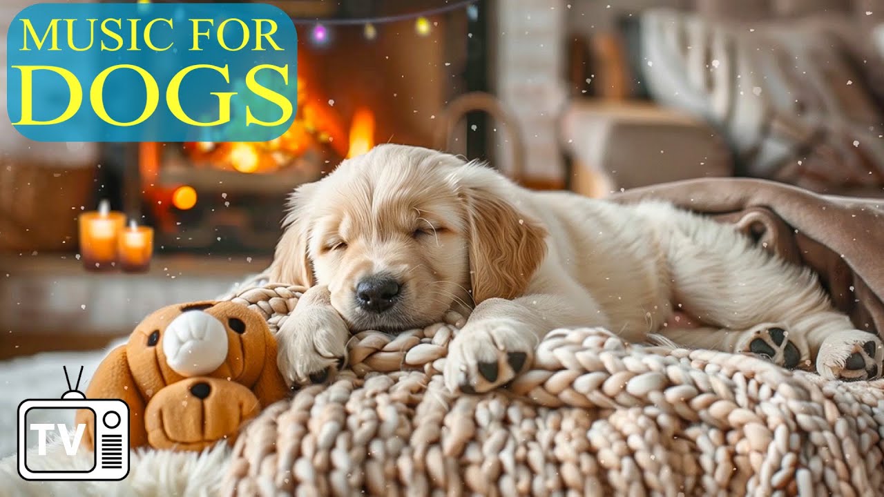 Dog Music: 12 HOURS of Calming Music For Dogs - Music to Prevent ...