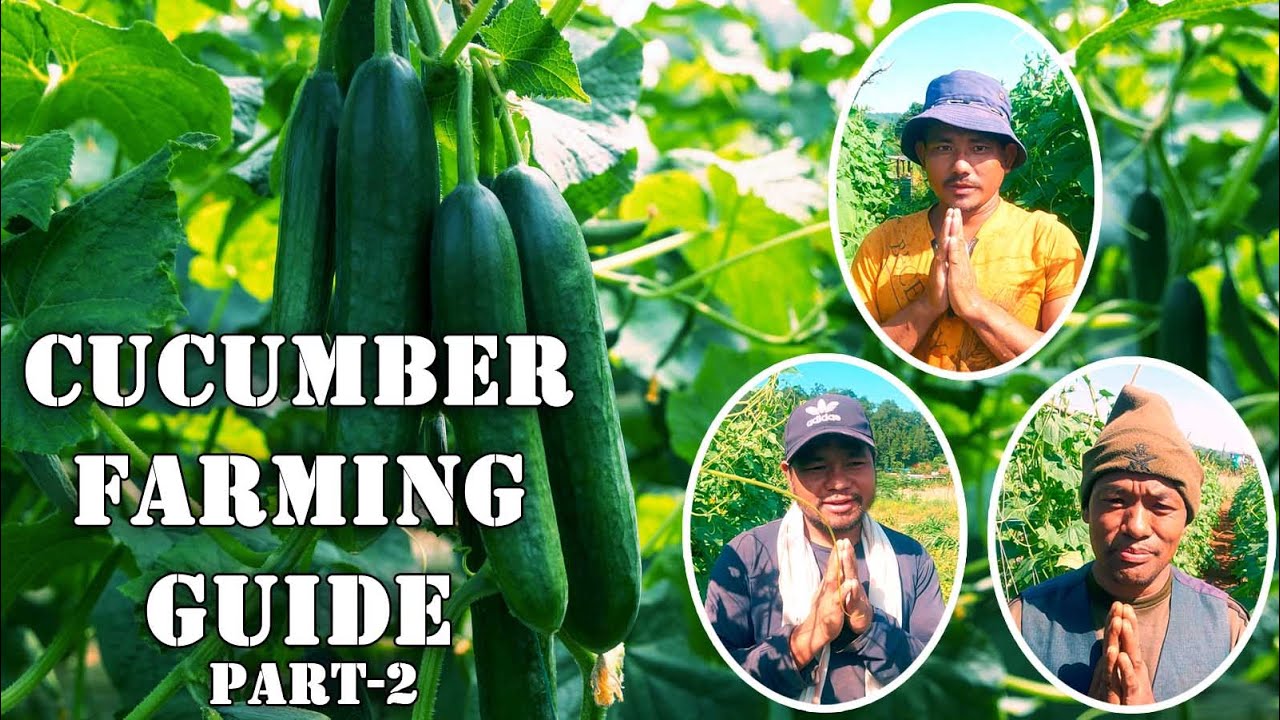 Cucumber Farming Guide In Nepali | Hupsekot-1 Jugepani Kauletol # ...