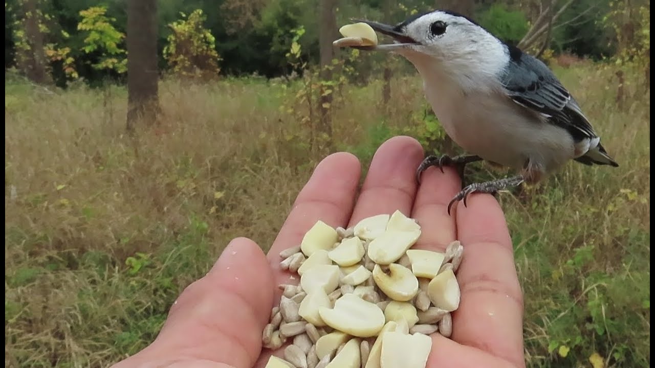 White-breasted Nuthatch Store seeds for Winter. // Birds sounds effects ...