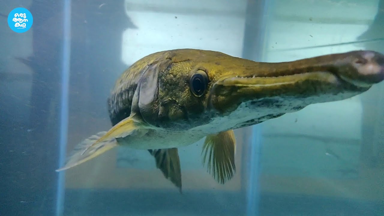 ALLIGATOR GAR EATING GOLD FISH | VLOG 012 - YouTube