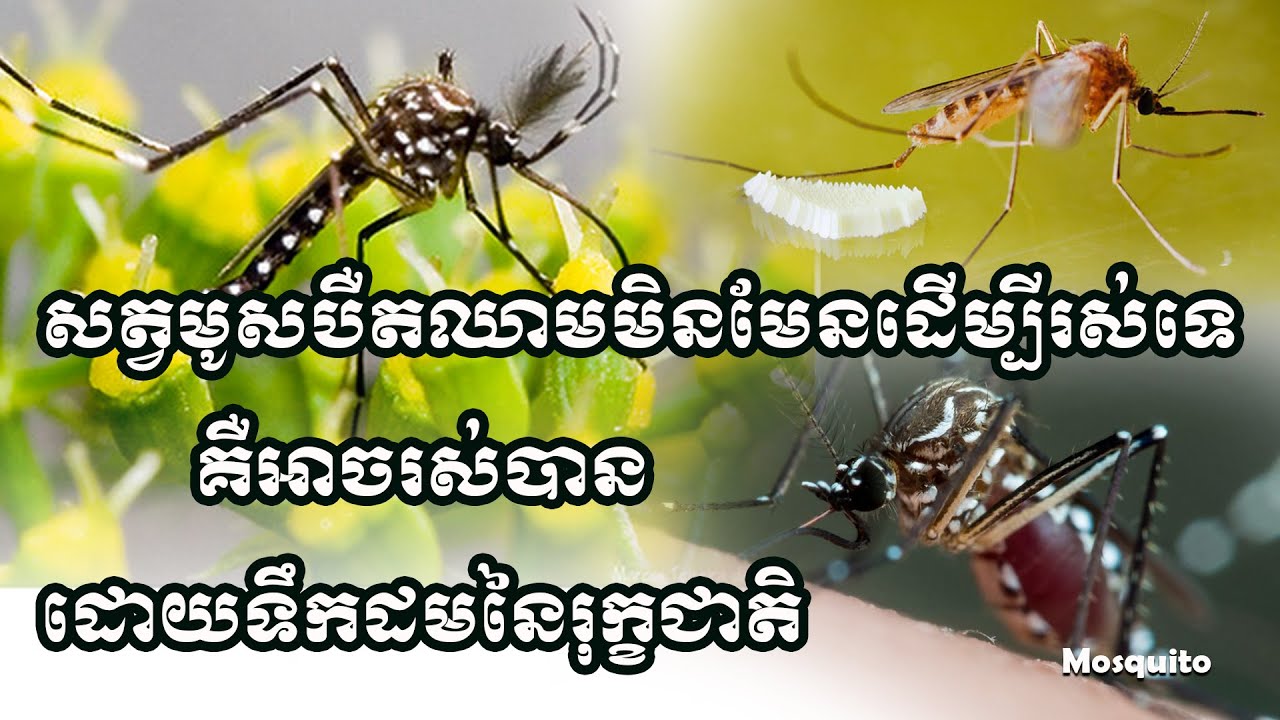 Exploring the World of Mosquitoes: Nature's Tiny Enigma ...