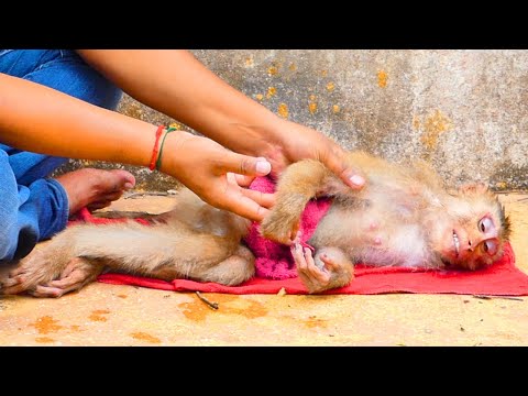 Awesome ! More Massages an does Movement muscles monkey girl MOKA   I wanna for help get well soon