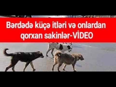 Bərdədə küçə itləri və onlardan qorxan sakinlər VİDEO