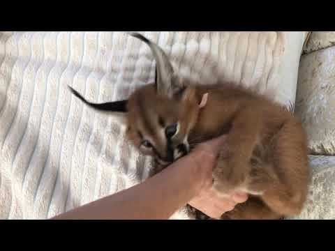 ДИКИЙ КАРАКАЛ ДОМА / WILD CAT CARACAL AT HOME