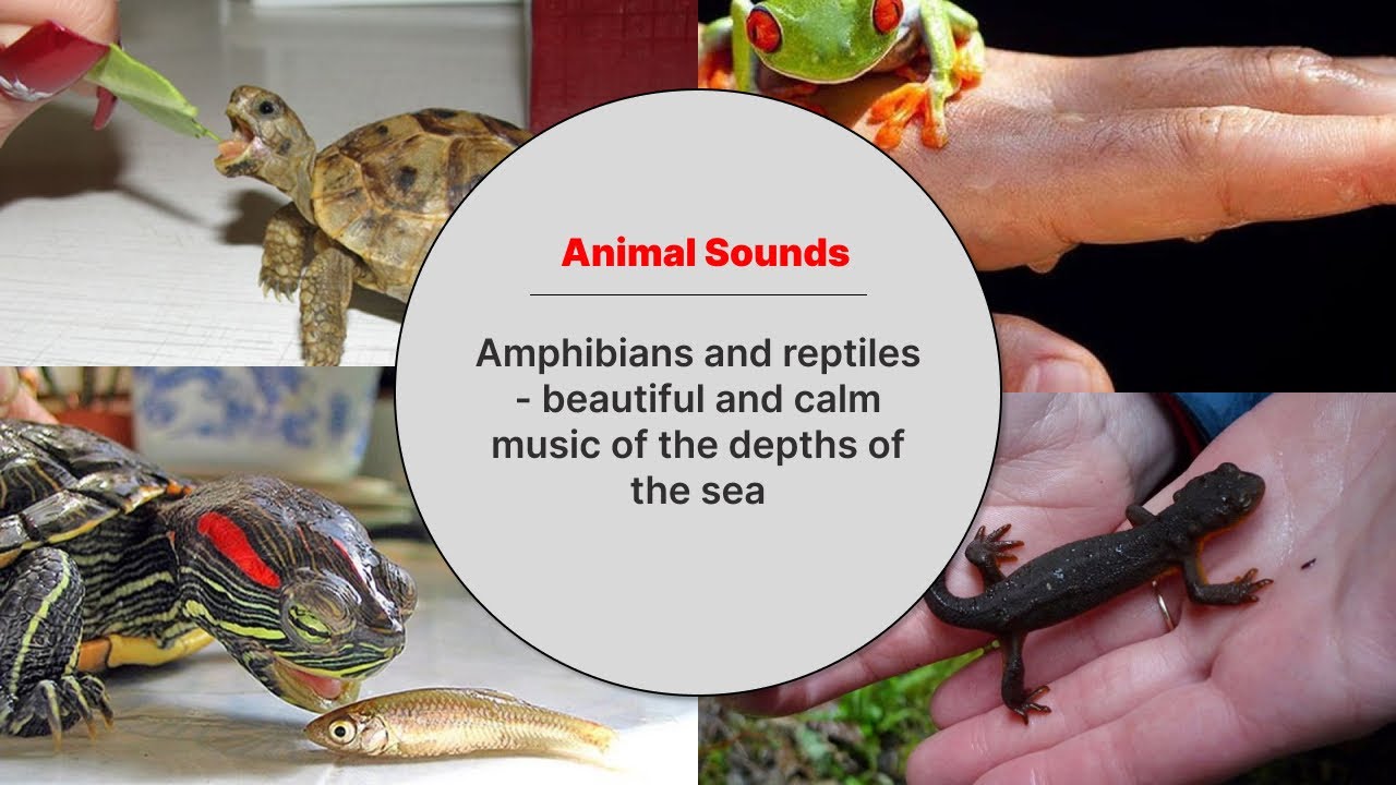 Amphibians and reptiles beautiful and calm music of the depths of the ...