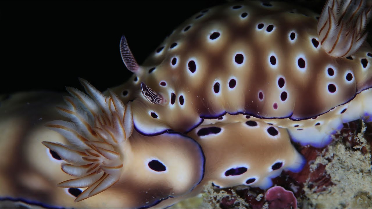 Tengan Pier Nudibranchs - YouTube