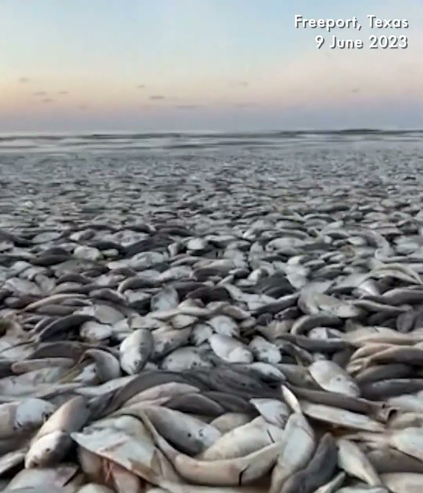 Thousands of dead fish wash ashore on Texas beaches - YouTube