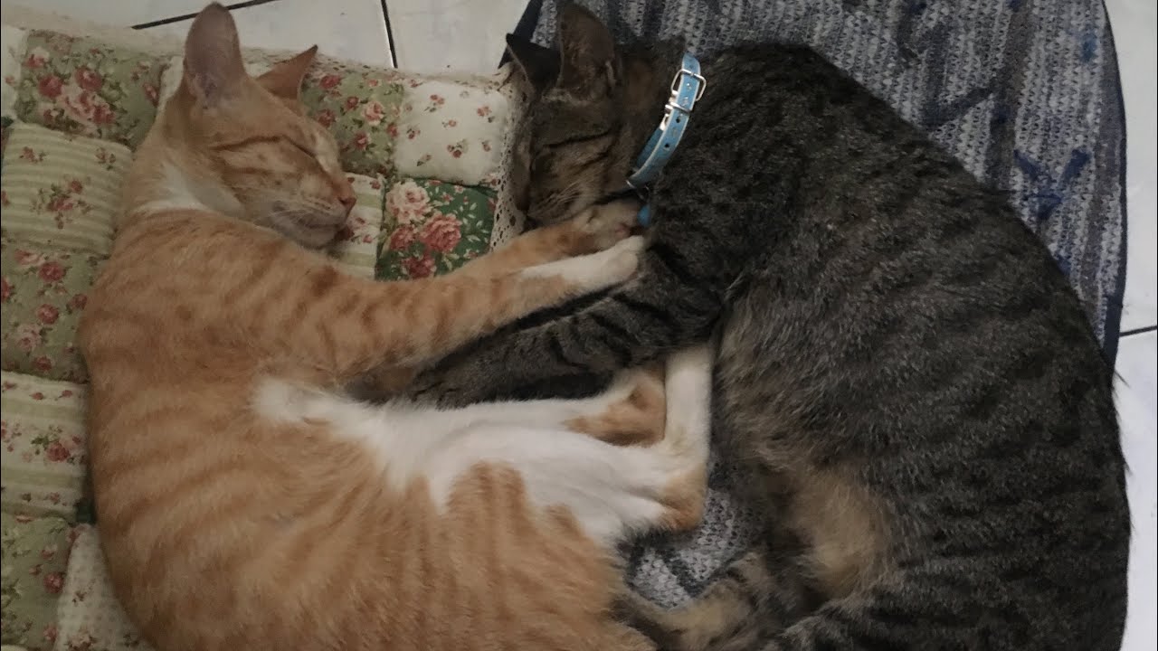 Story of Two Stray Cats - YouTube