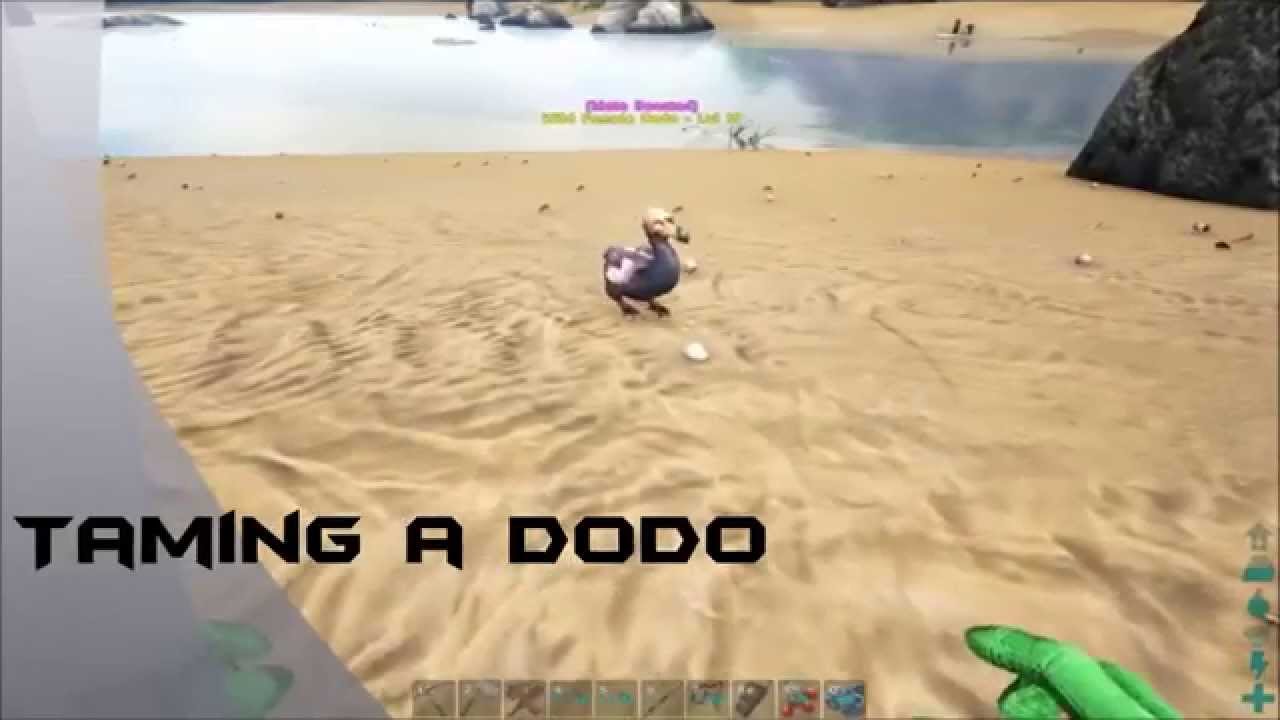 Dodo Taming on Ark: Survival Evolved - YouTube