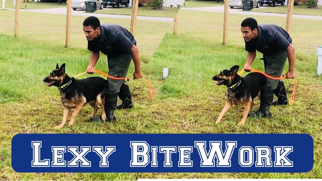 K9 Lexy Bite Work - YouTube