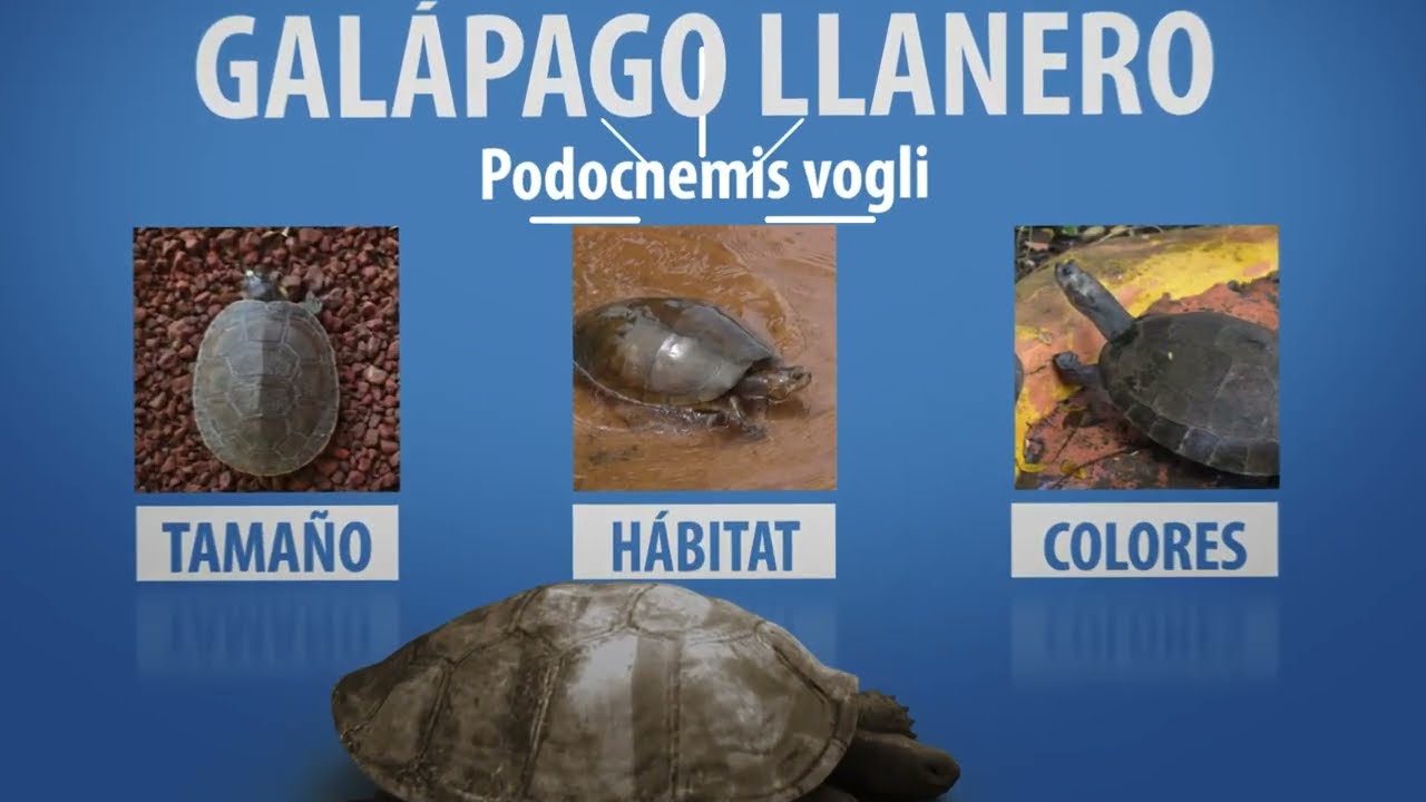 Infografia animada del Galápago llanero (Podocnemis vogli) - YouTube