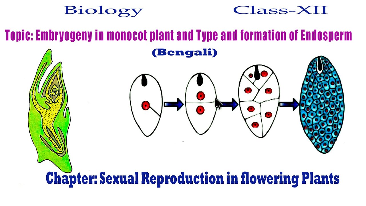 Embryogeny in monocot plant and Type and formation of Endosperm - YouTube