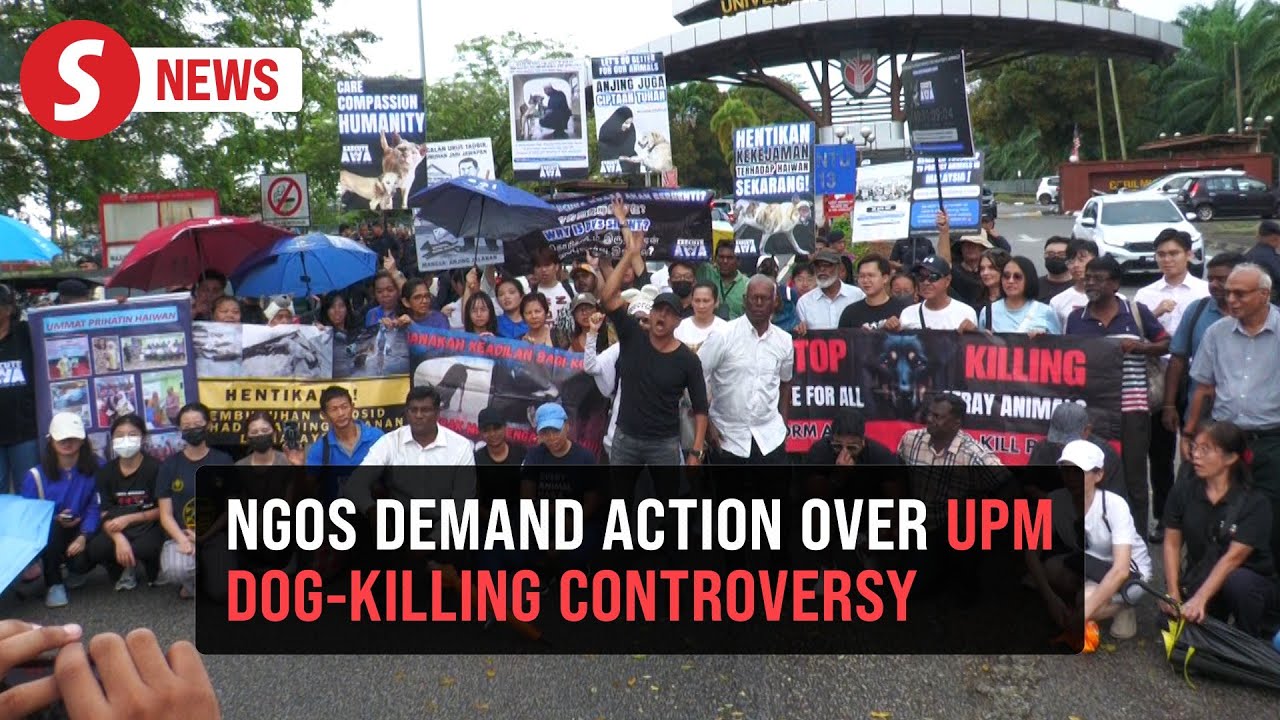 Peka mulls MACC report over alleged fund misuse in UPM dog-culling case ...