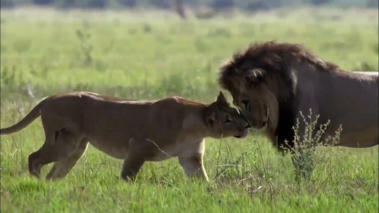 descubre el documental de Leones Salvajes - YouTube