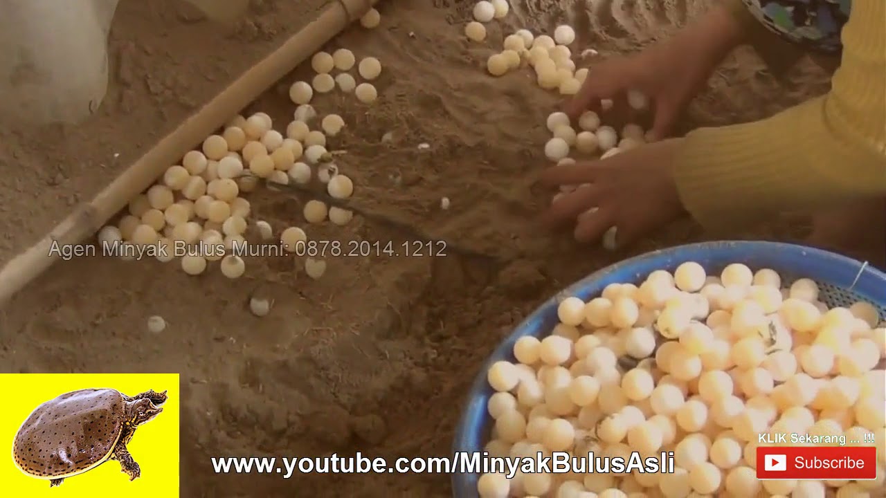 Cara Budidaya Bulus Atau Labi Labi Part.01 - Pemilihan Telur Bulus ...