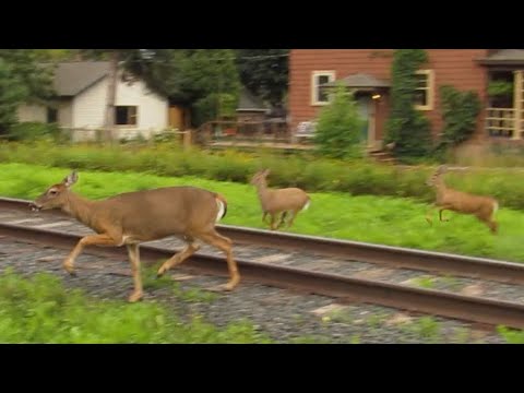 *MUST SEE!!!* DEER ALMOST GETS HIT BY A TRAIN!!! - YouTube