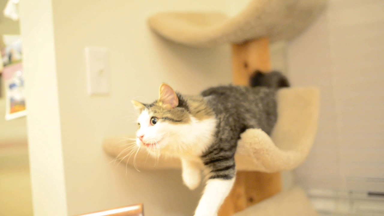 Bing the cat - YouTube