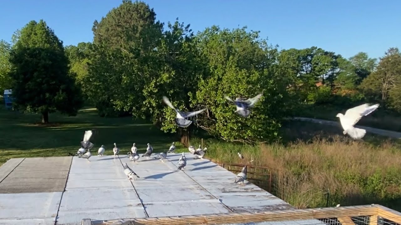 Race #5 Old Birds Racing Pigeons 2023, Prattville, AL - YouTube