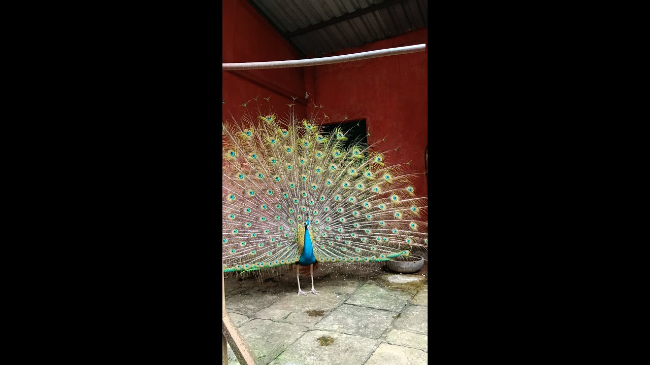 Mor dance |Peacock dance | मोर नृत्य| LIVE shot at Karnala bird ...