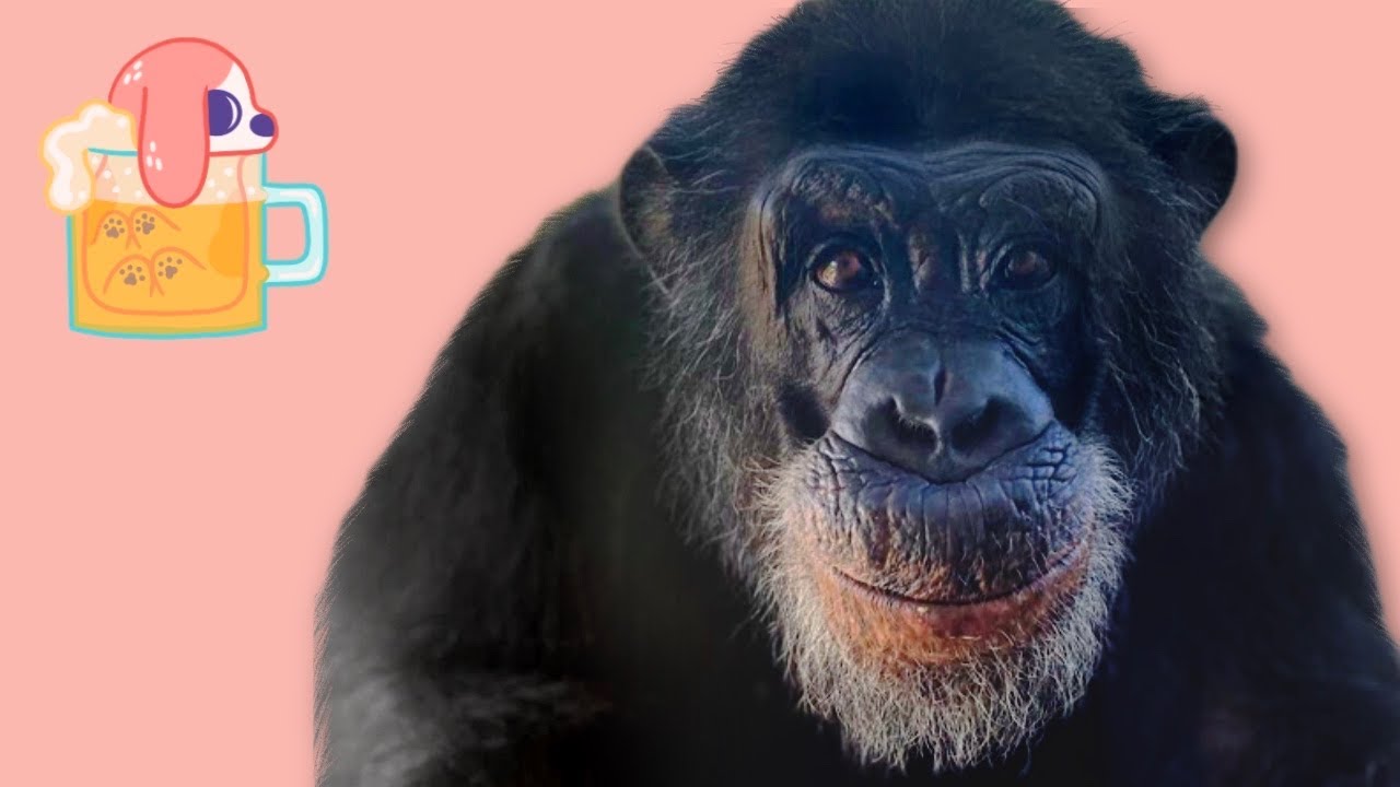 Chimp Crazy Is Crazy - YouTube
