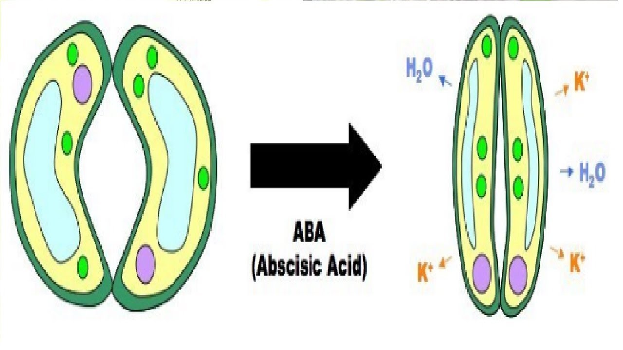 In silico Mechanistic Study of Abscisic Acid (ABA) Mediated Drought ...