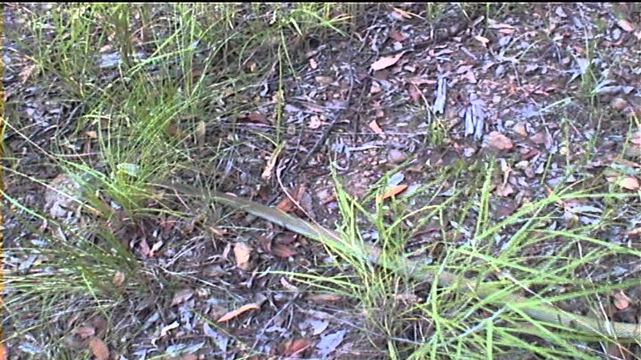 Australian Snakes - Coastal Taipan - YouTube