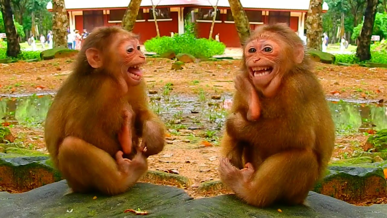 Funniest Smiling Monkey! Most Adorable Antics Caught On Camera | Monkey ...