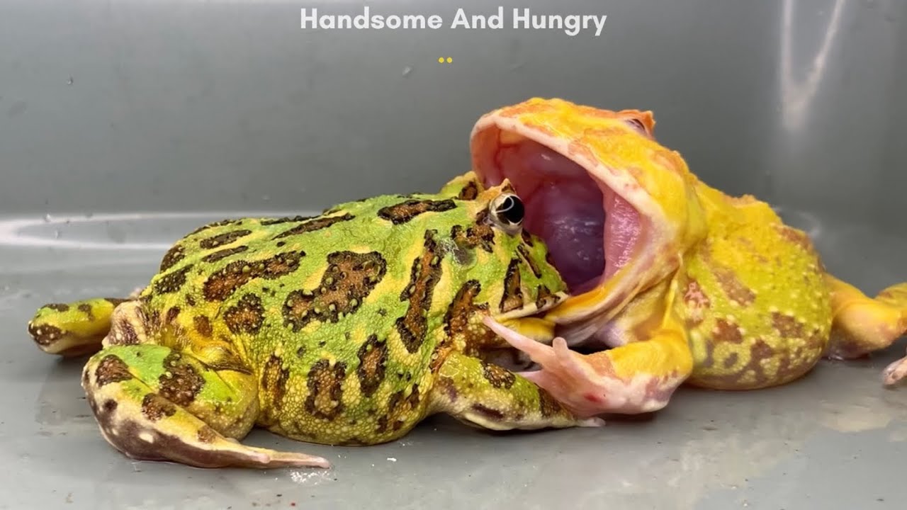 Pacman Frog's Shock Impression When See The Darkness 🐸 (Frog And Toad ...