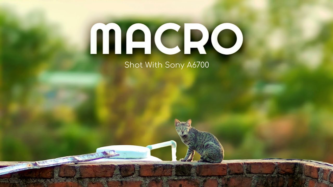 Macro Videography | Shot With Sony A6700 | Cinematic 4k - YouTube