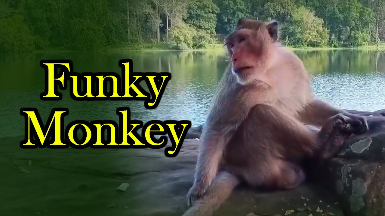 Funky monkey 🥰🐒 ️🐾 - YouTube