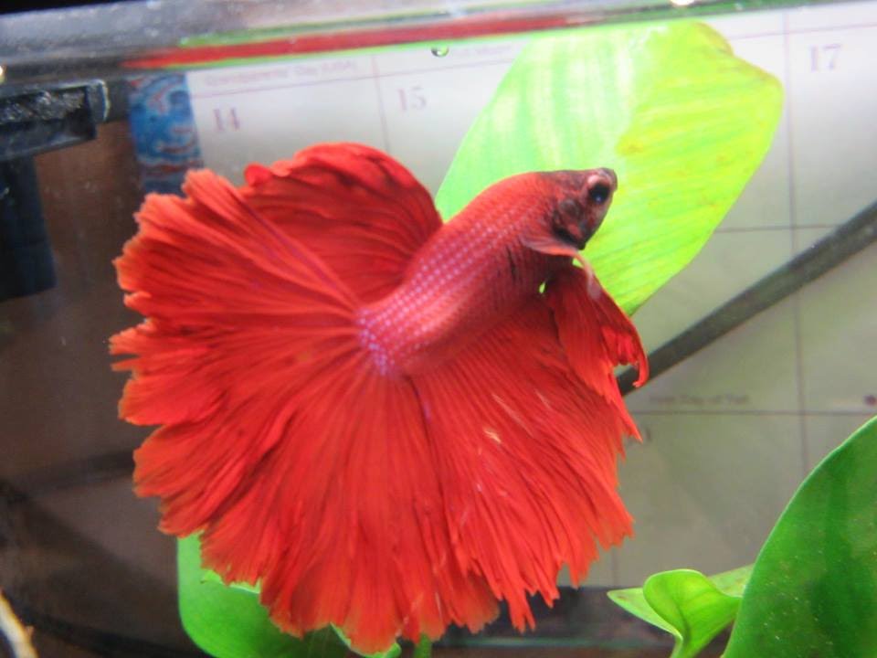 SCARY BETTA!!! - YouTube