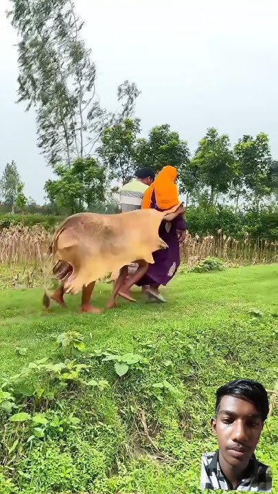 #cow #funny #animals #goat #villagelife #shortsviral #comedyhorts #funnycow #funnyvideos# ...