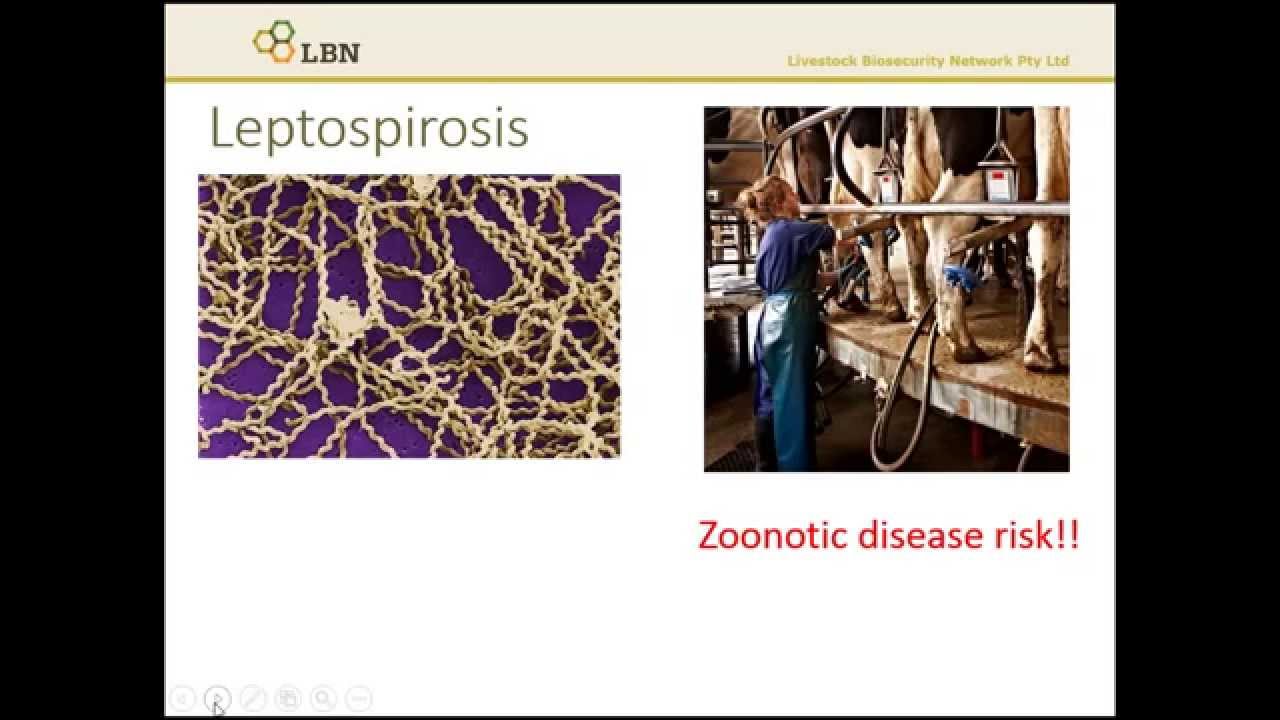 Managing Leptospirosis - an LBN and Leading Sheep Webinar - YouTube