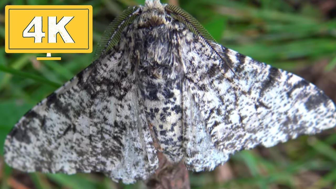 Peppered Moth: Biston betularia (Geometridae) 4K Quality HD No ...