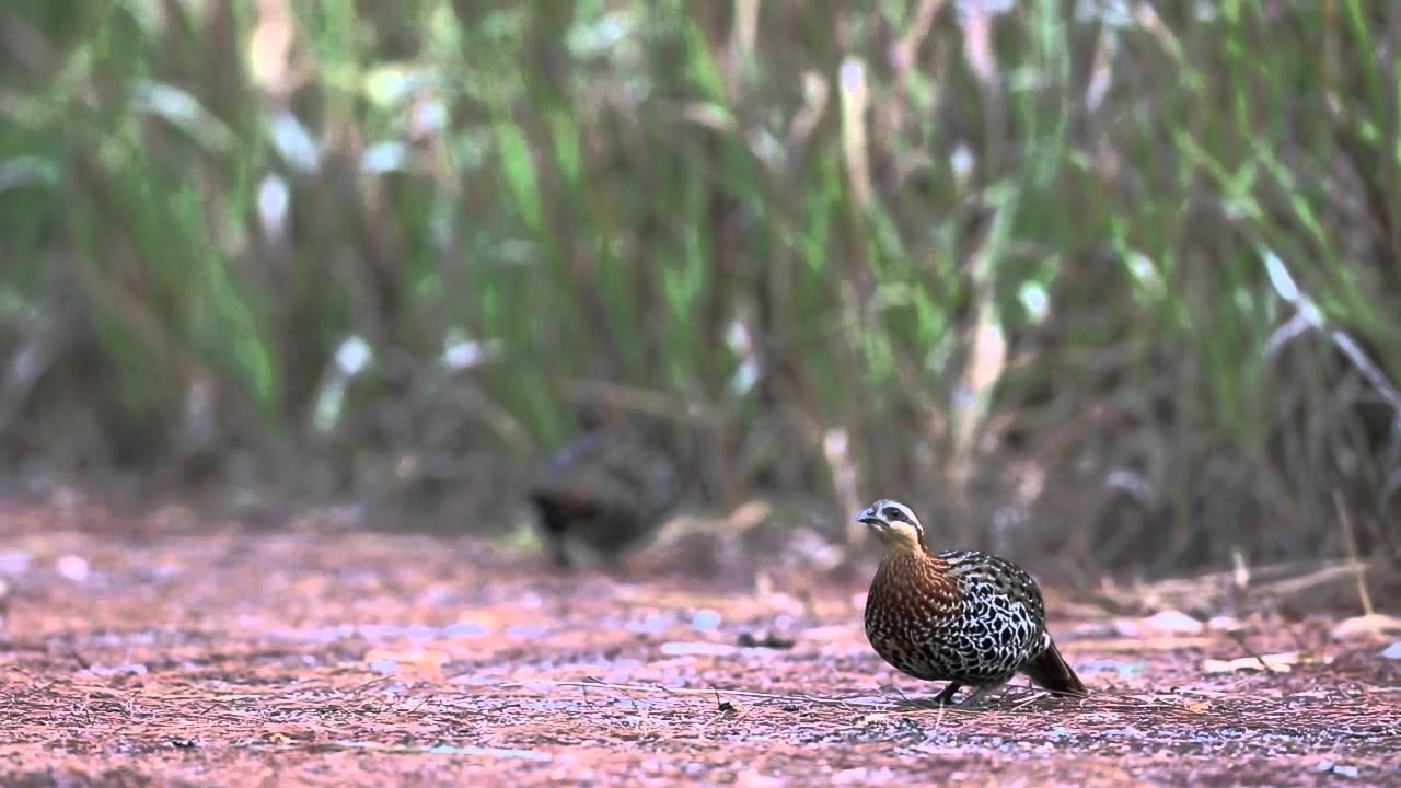 Mountain Bamboo Partridge - YouTube