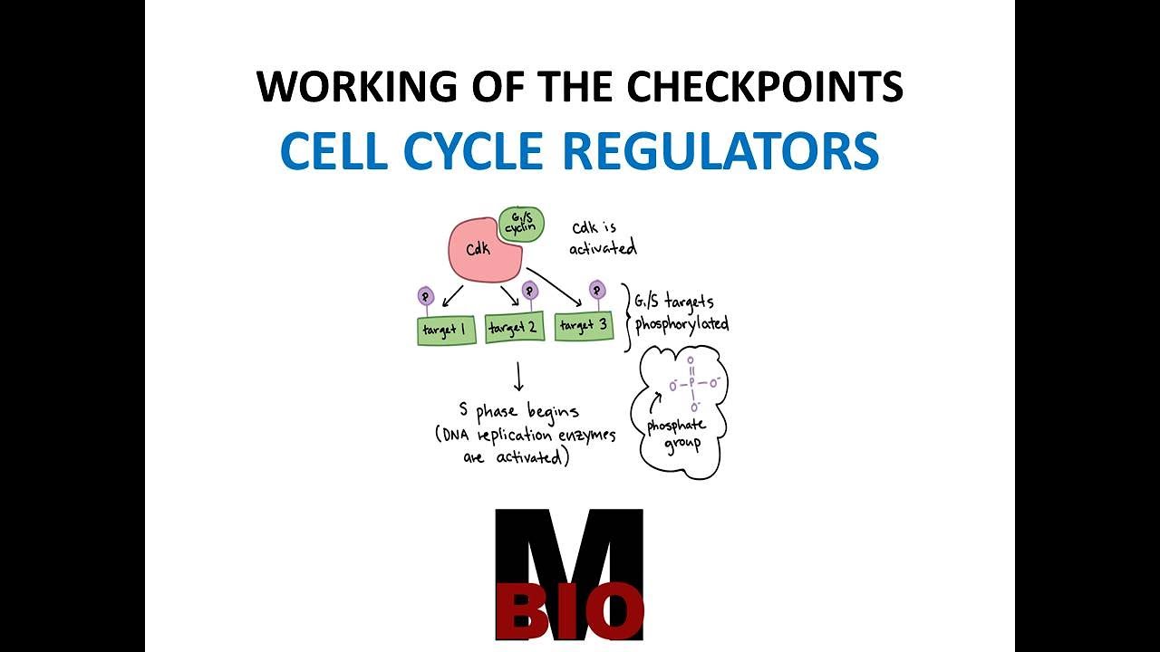 WORKING OF THE CHECKPOINTS | CELL CYCLE REGULATORS - YouTube