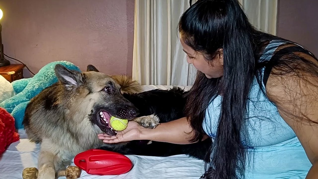 Best Dog Videos of the Decade | German Shepherd Black | GSD Dog - YouTube