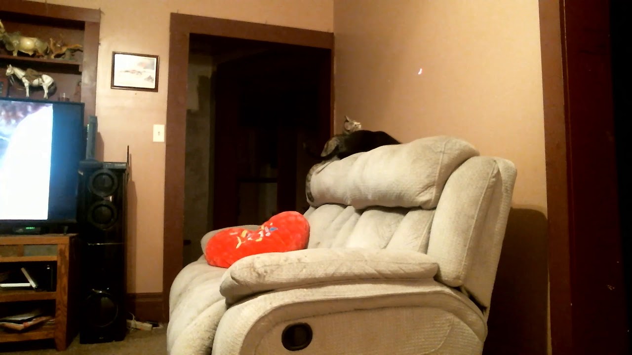 Cats sliding down wall chasing laser light - YouTube