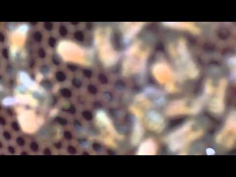 Emergency queen cell 7-4-2012 - YouTube