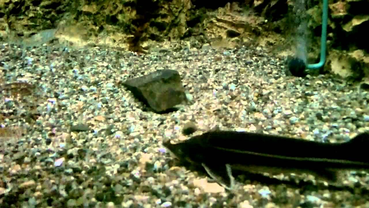 Acvariul Constanta - Pui de cega si pastruga - YouTube