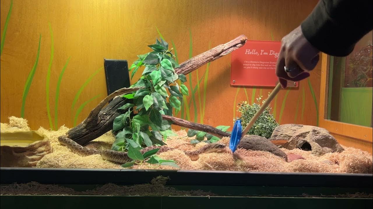 Hognose Snake Target Training - YouTube