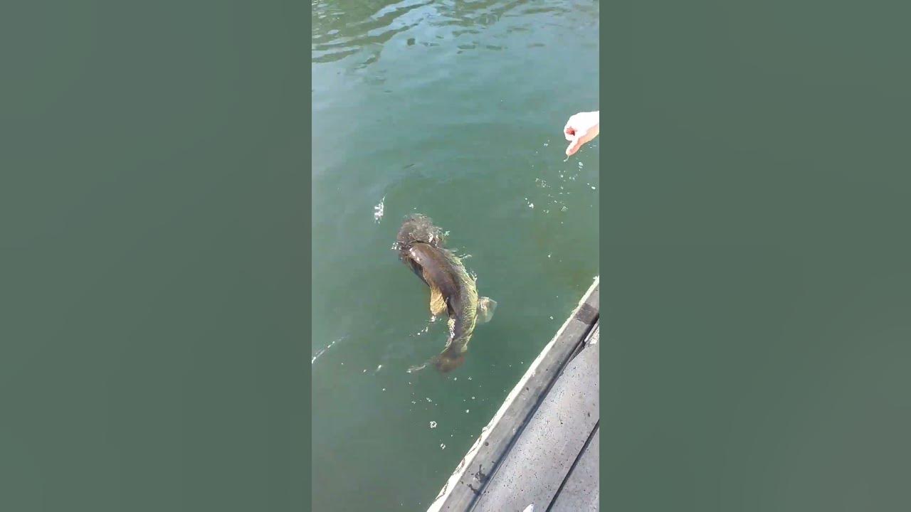 Guess how big? - YouTube