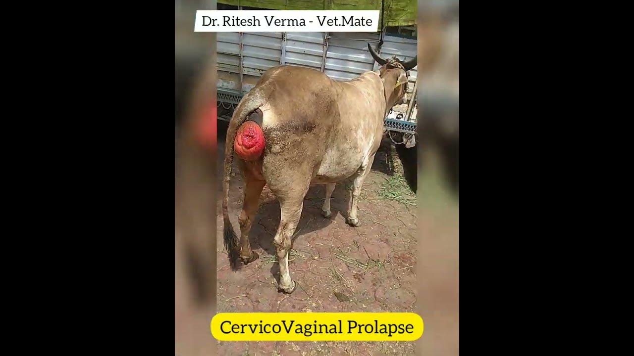 Cervicovaginal prolapse | in cattle | प्रोलैप्स गाय मे - YouTube