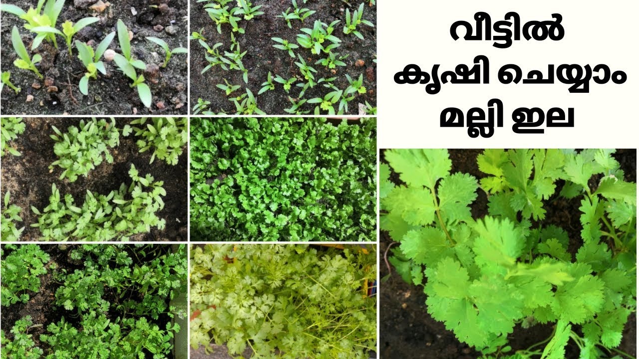 How to grow coriander at home/Malliyila krishi tips/വീട്ടിൽ കൃഷി ...
