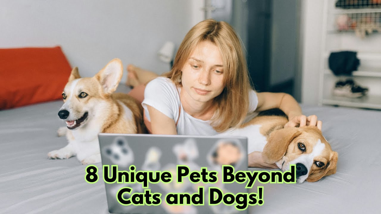 Beyond Dogs And Cats Unveiling The World Of Pet Insurance For Exotic Animals Like Reptiles And Birds