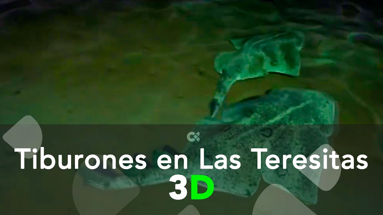 Los Tiburones Angelotes de Las Teresitas | 3D - YouTube