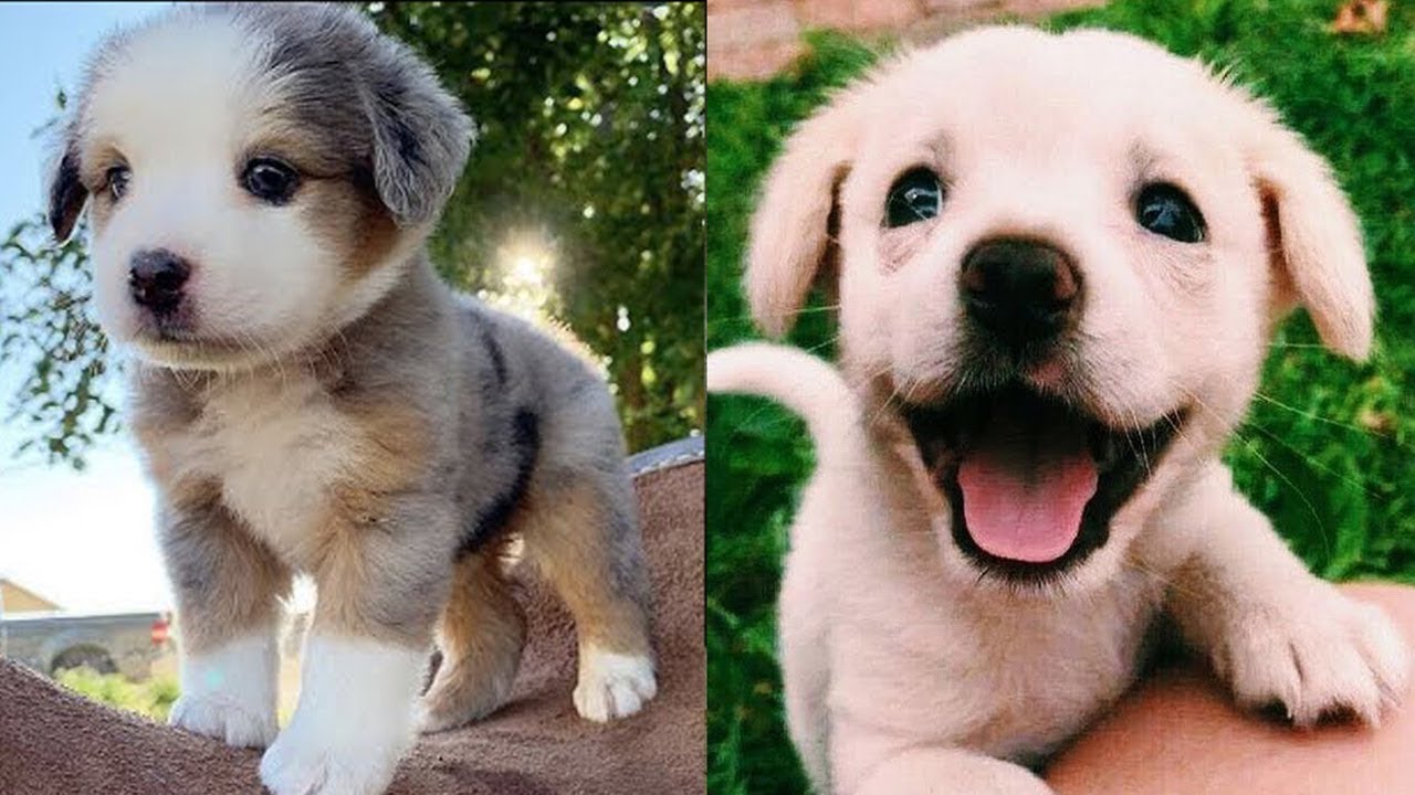 Cute Animals 🥰 Doing Funny Things 😋- Cute Funny Animals Life #5 - YouTube