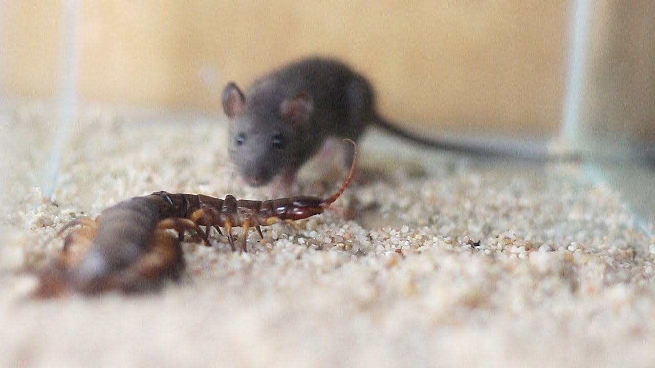 Bad mice want to eat Centipede - YouTube